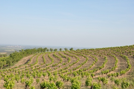 L'appellation Faugères fête ses 30 ans